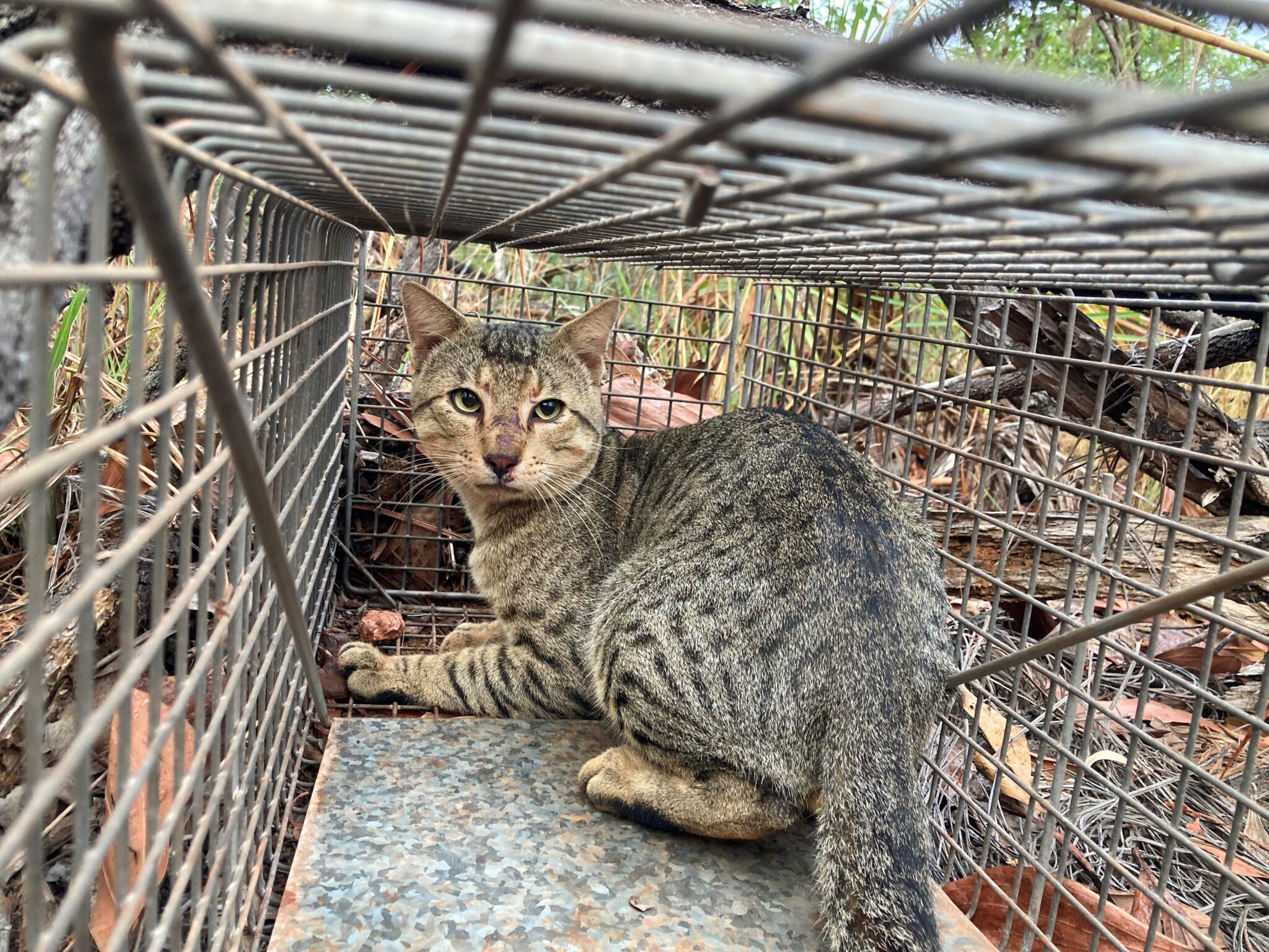 Battling feral cats: The Tiwi Islands’ conservation initiative - SSAA ...